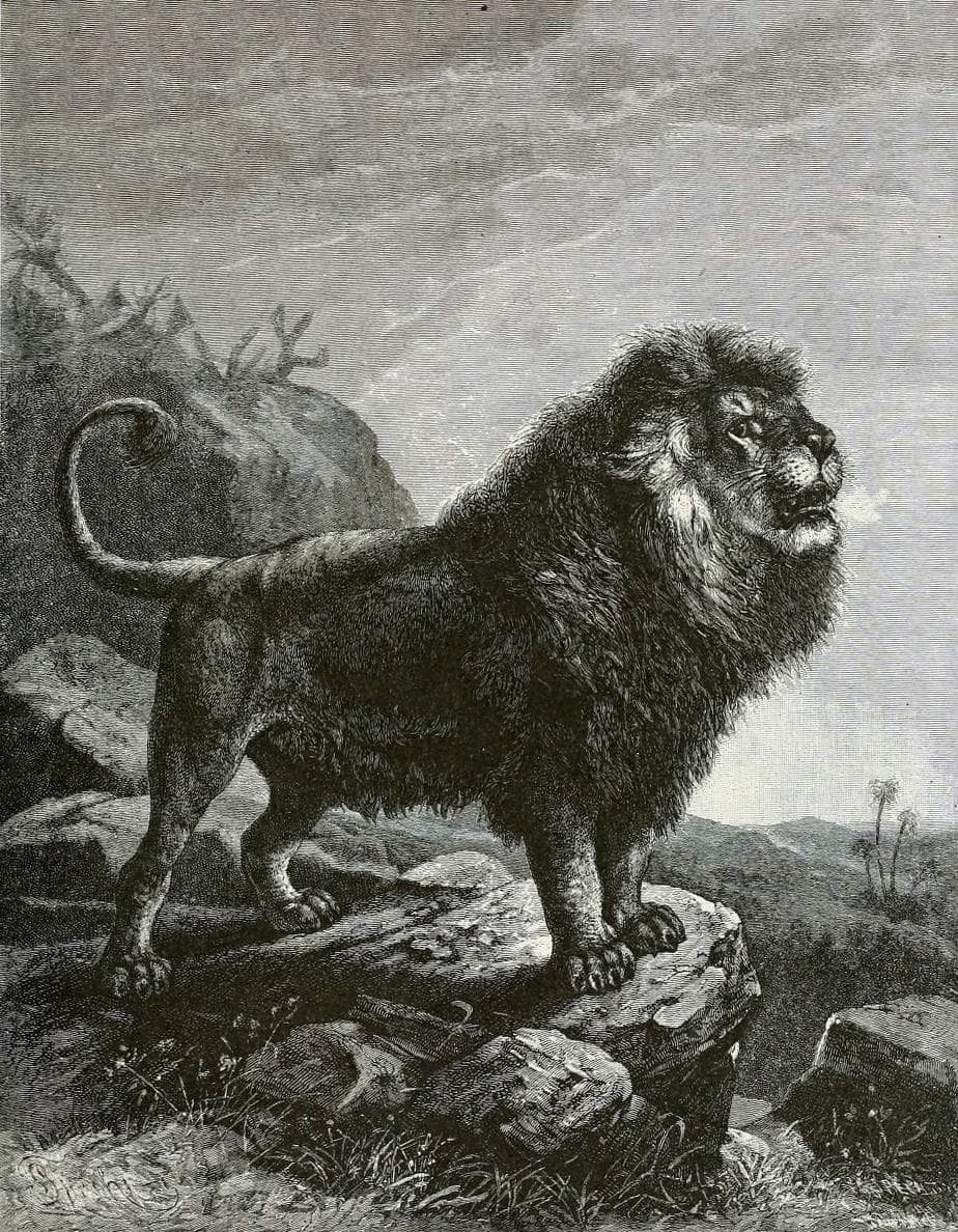 Complete List Of Extinct Big Cats, from Tigers to Lions