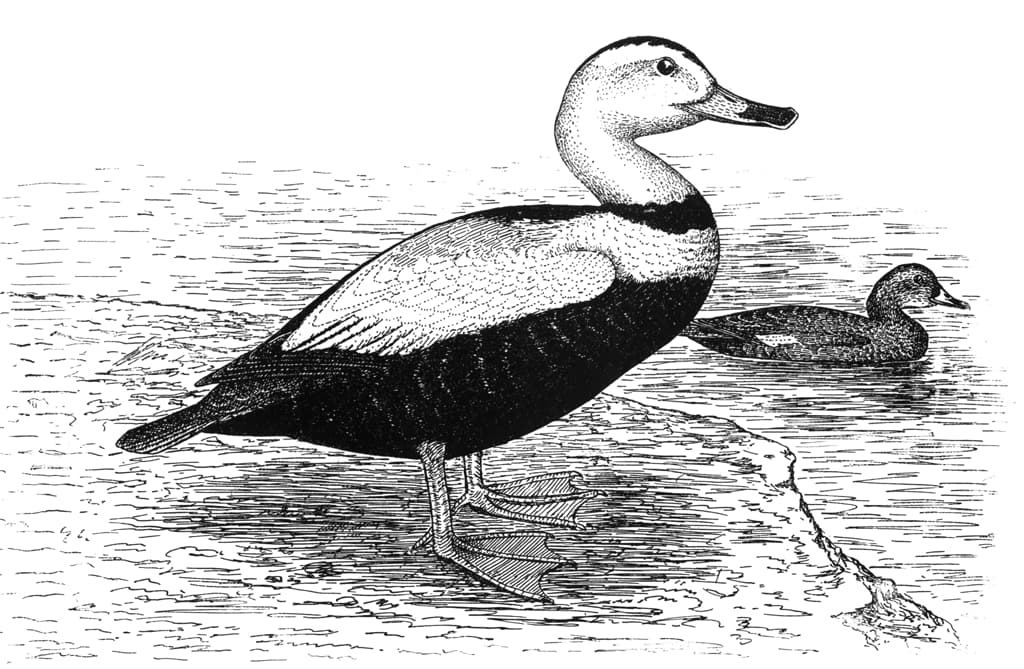 Complete List Of Extinct Birds, From Ducks to the Dodo