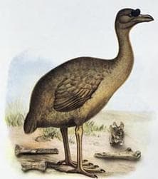 Complete List Of Extinct Birds, From Ducks to the Dodo