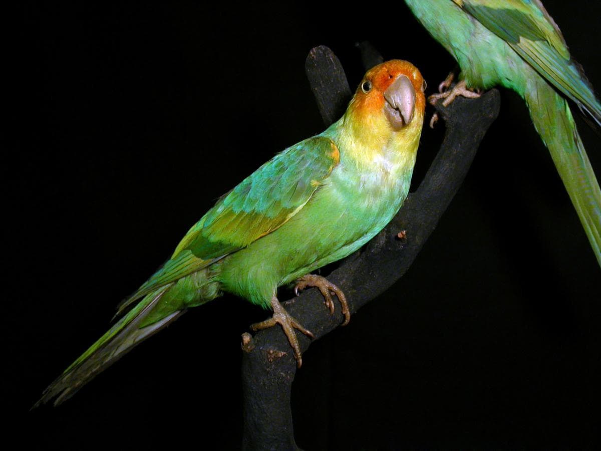 Complete List Of Extinct Birds, From Ducks to the Dodo