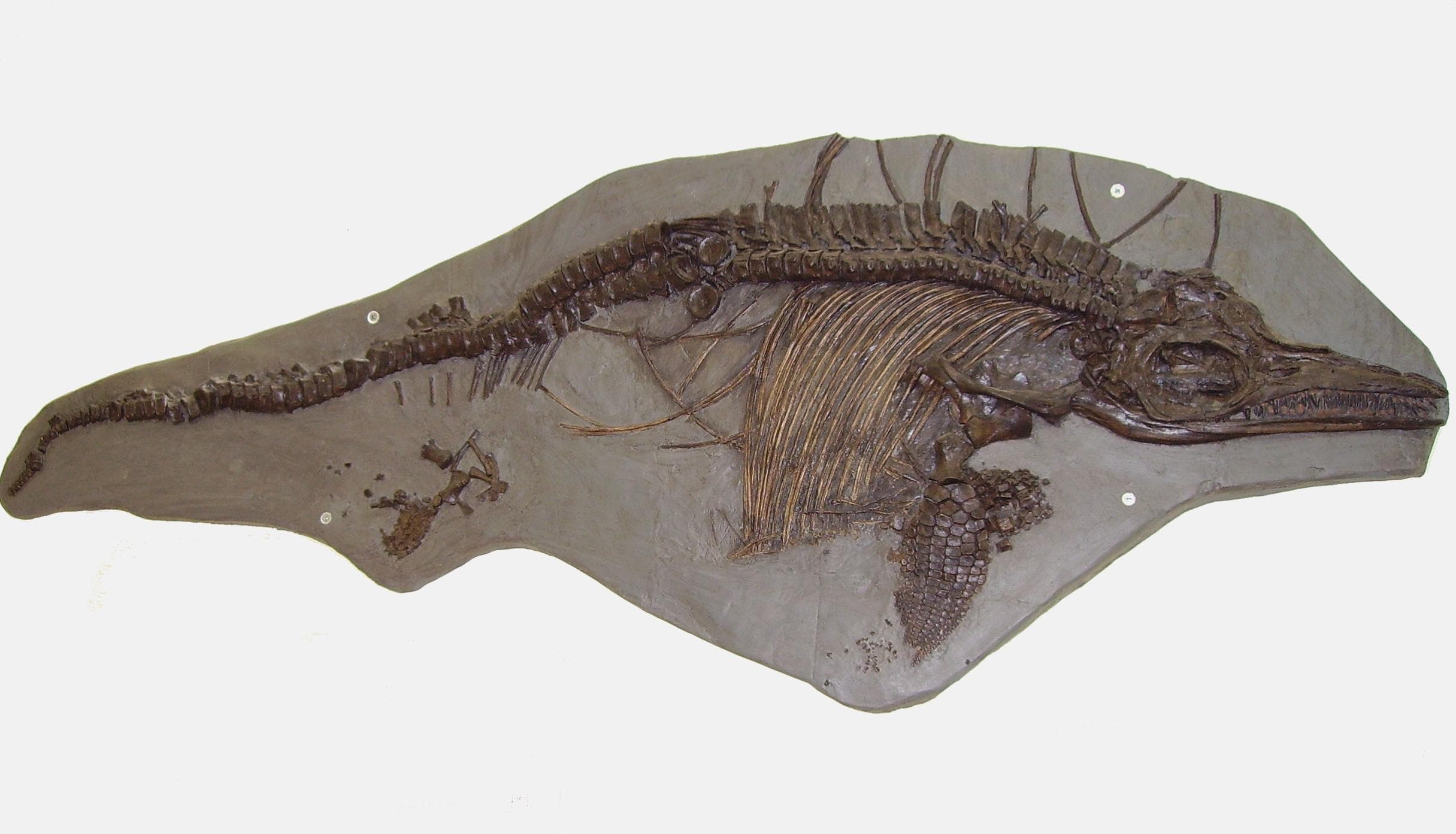 The Coolest & Weirdest Species of the Jurassic Period