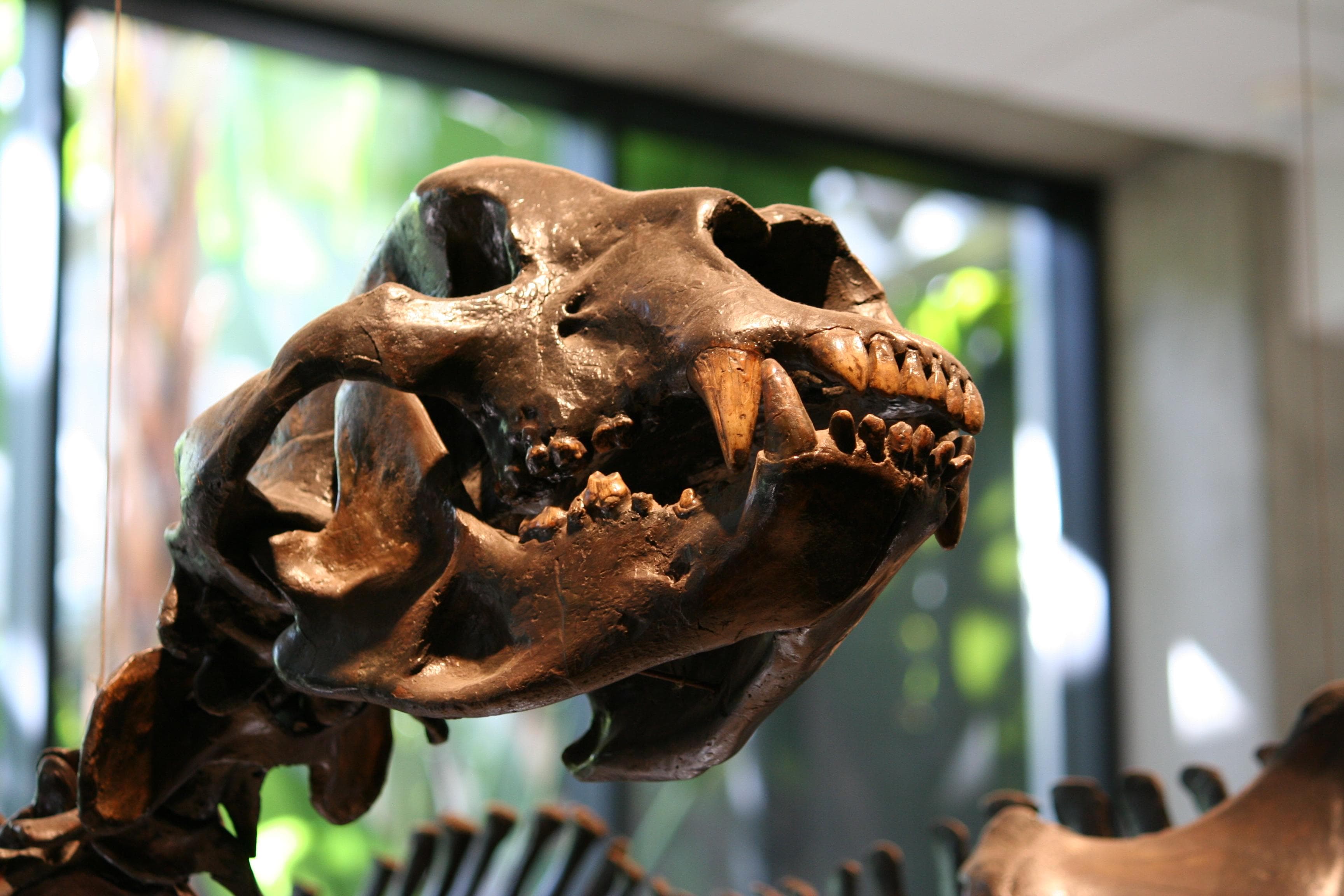 Scary Extinct Animals: Extinct Beasts Ranked By How Terrifying They Are