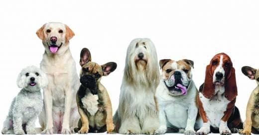 Dogs lists on Ranker