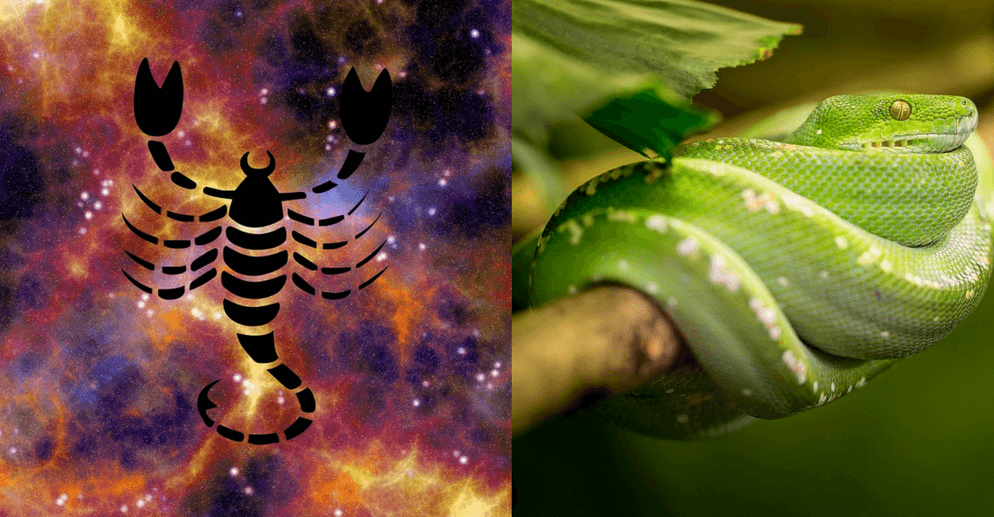 Your Ideal Pet According To Your Zodiac Sign