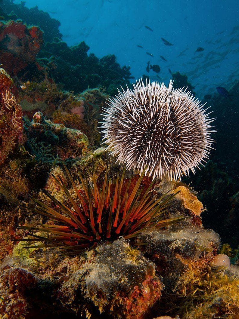 18 Creepy Eyeless Animals That Are Subtly Horrifying