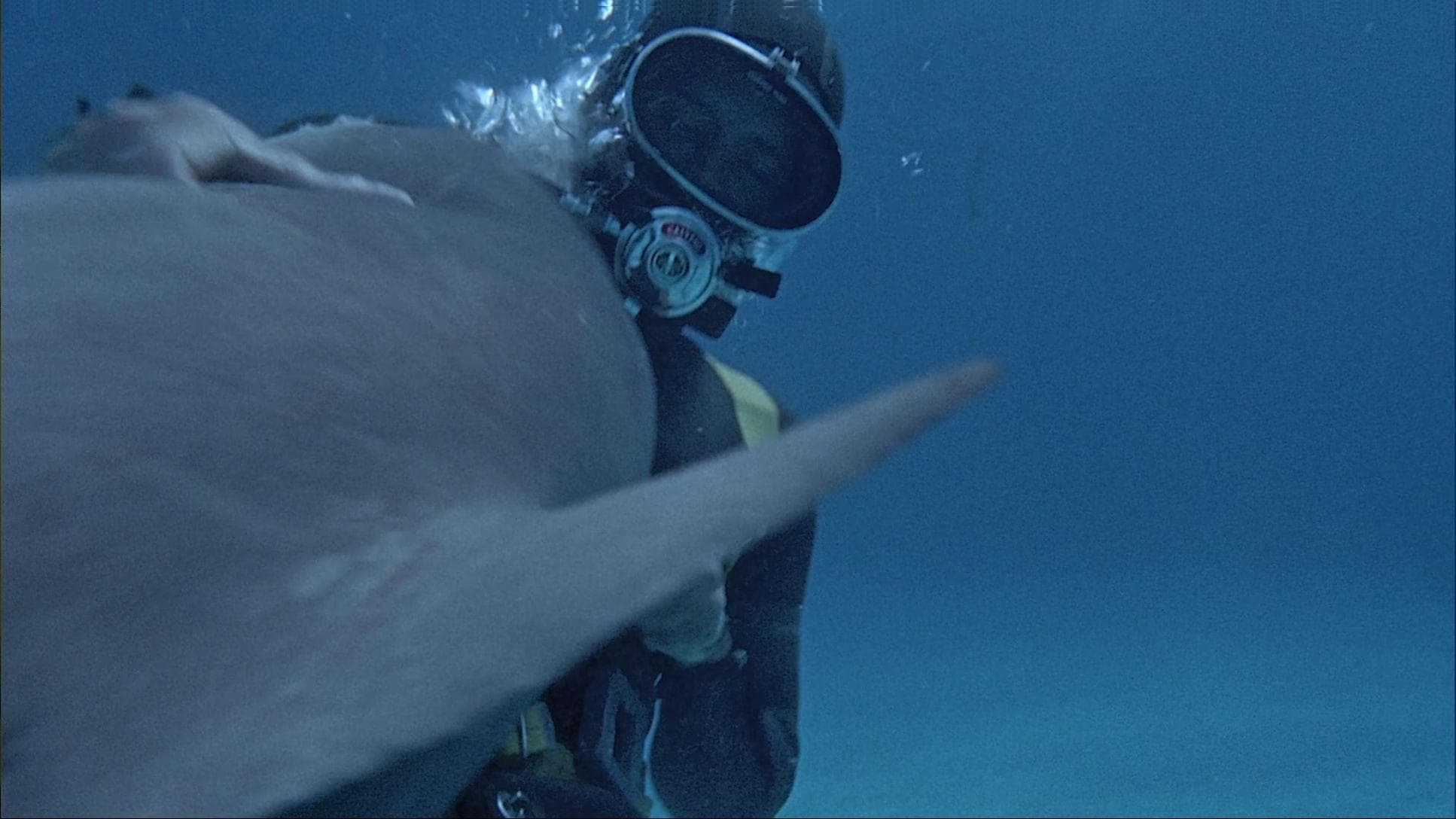 The 15 Worst Shark Movies of All Time, Ranked By Viewers