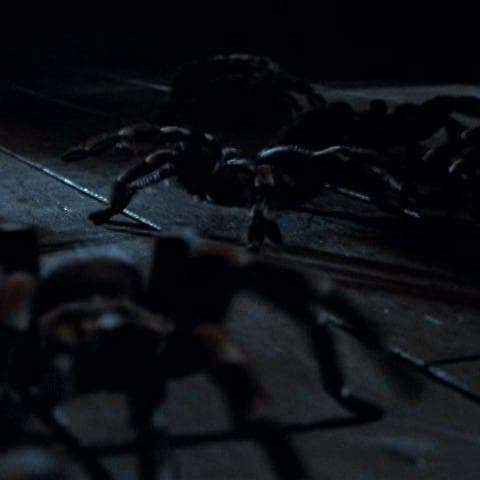 32 Scary Movies With Spiders, Ranked