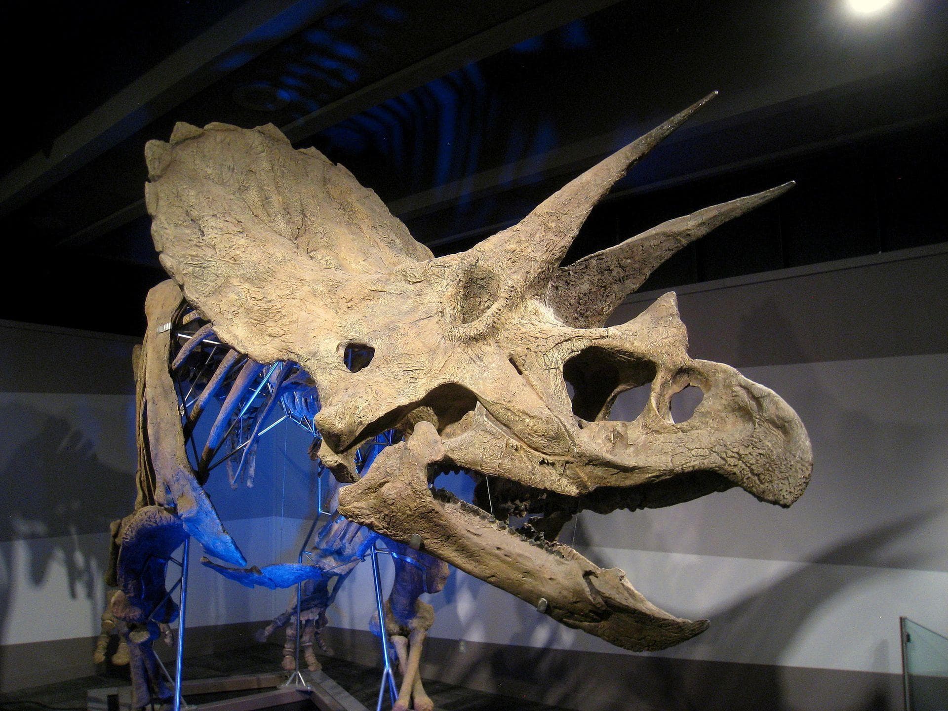 The Official Fossil From Every U.S. State