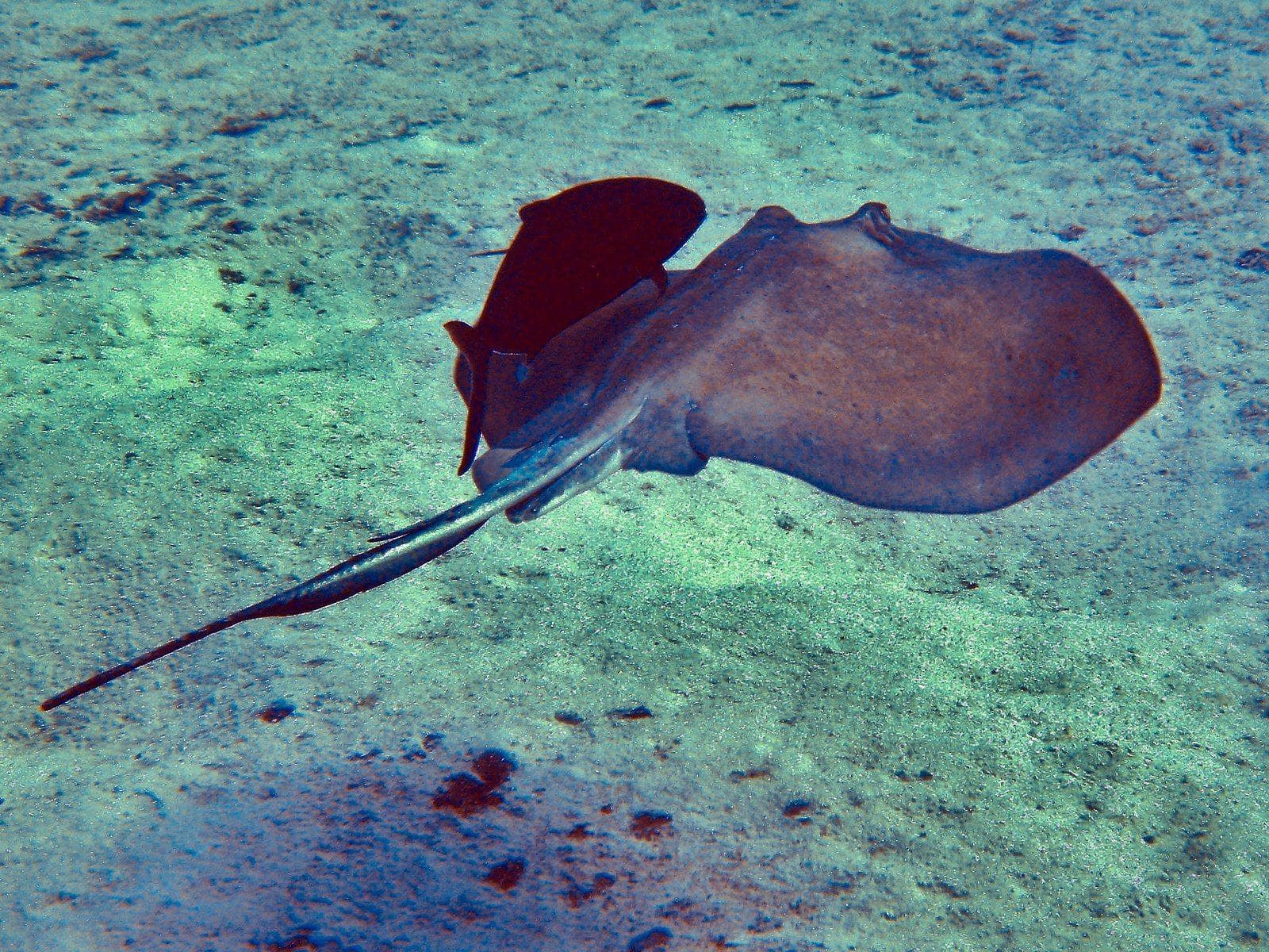 The 14 Most Dangerous Sea Animals, Ranked
