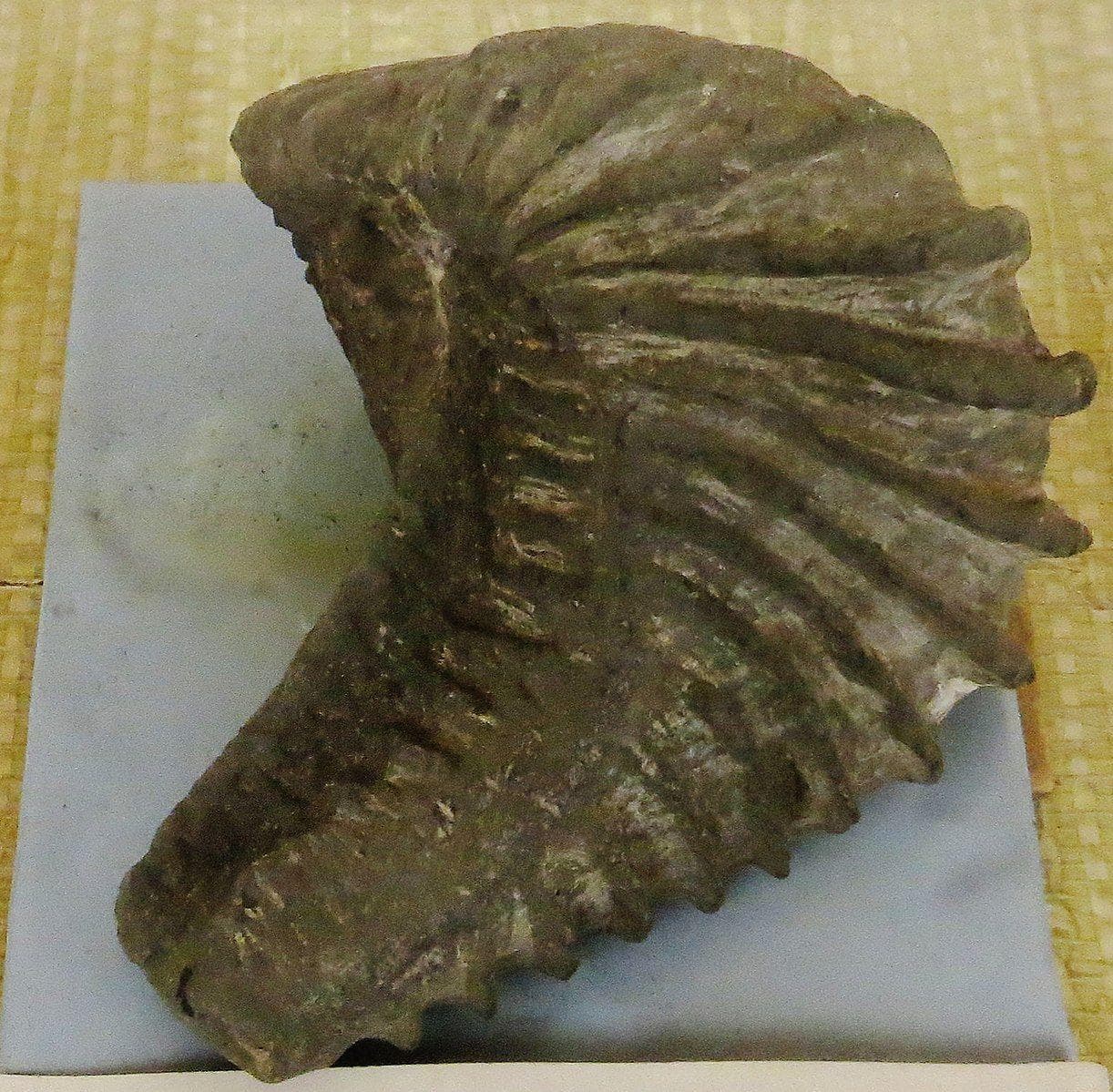 The Official Fossil From Every U.S. State