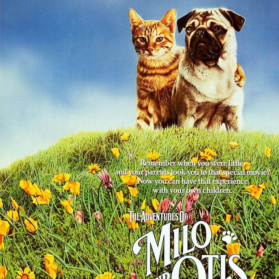 The 40+ Best Movies About Talking Dogs, Ranked By Fans