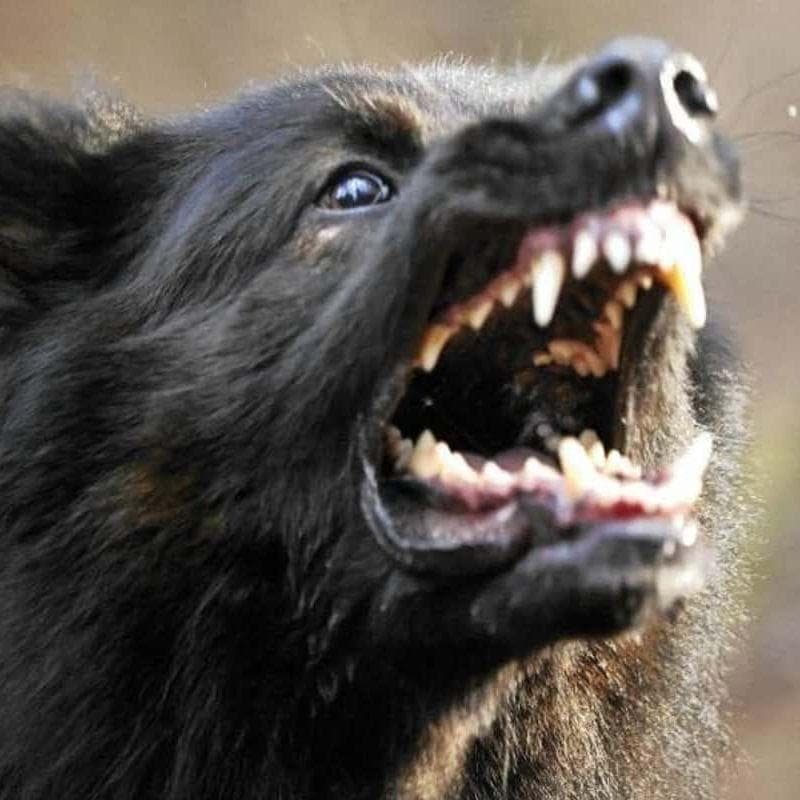 10 Unforgettable Horror Movie Dog Attacks That Still Haunt Viewers