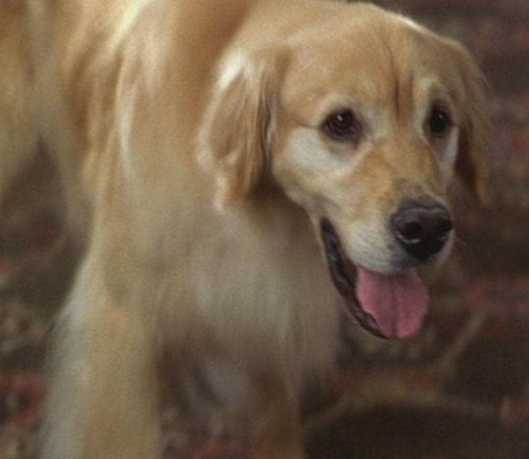 The 13 Best Movies & Shows With Golden Retrievers, Ranked