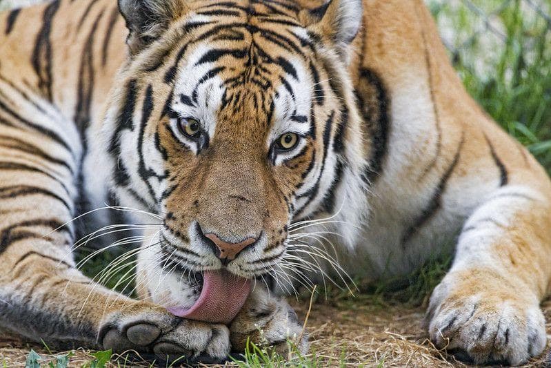 15 Crazy Animal Tongues You Have to See to Believe