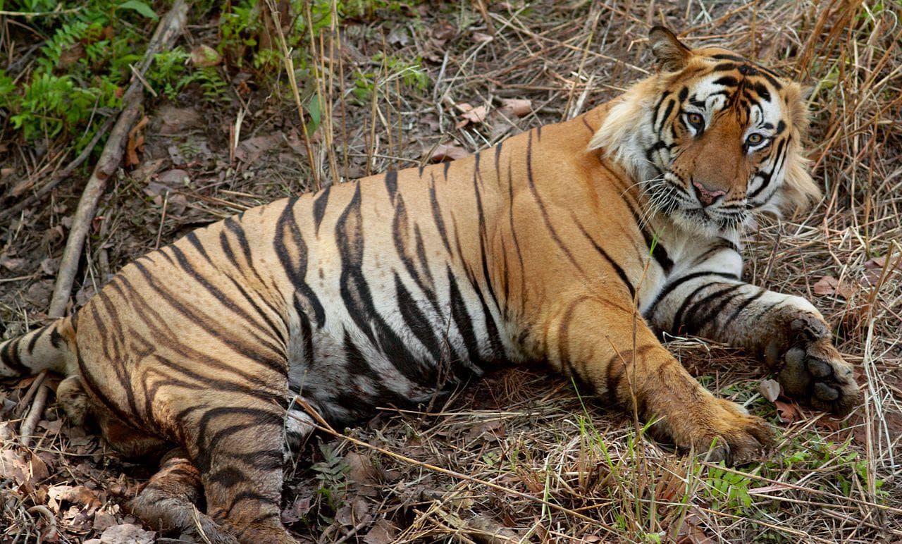 These Animals Will Be Poached Into Extinction Within Your Lifetime