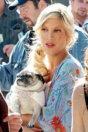 26 Celebrities Who Have a Ton of Pets