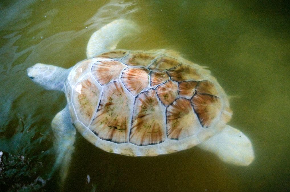 Albino Animal Pictures | Photo Gallery of Cute Leucistic Animals
