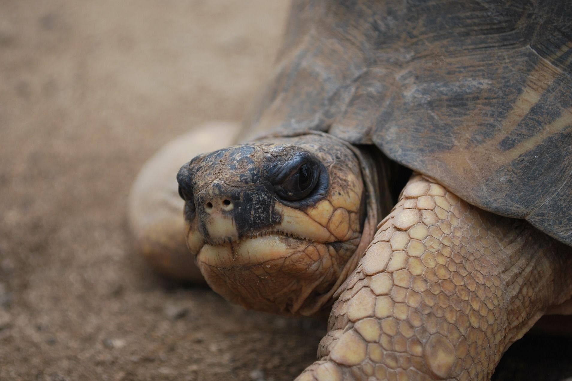 13 Shocking Stories of People Finding Real Animals In Sewers