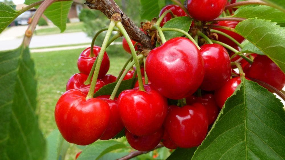 A List Of Every Official US State Fruit