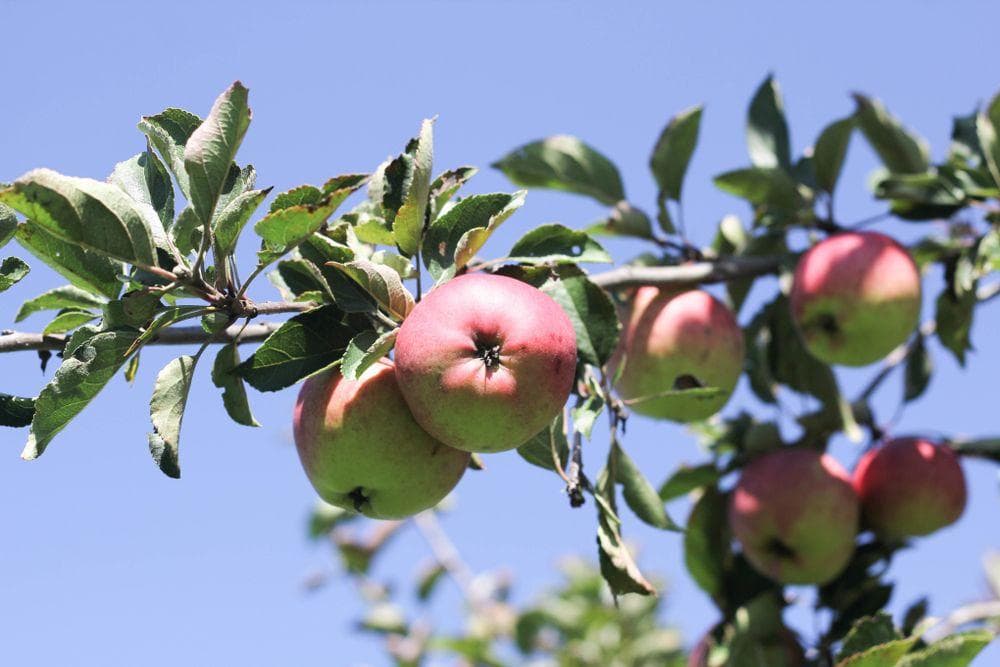 A List Of Every Official US State Fruit