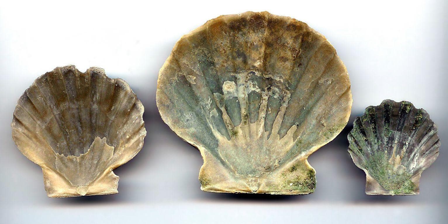The Official Fossil From Every U.S. State