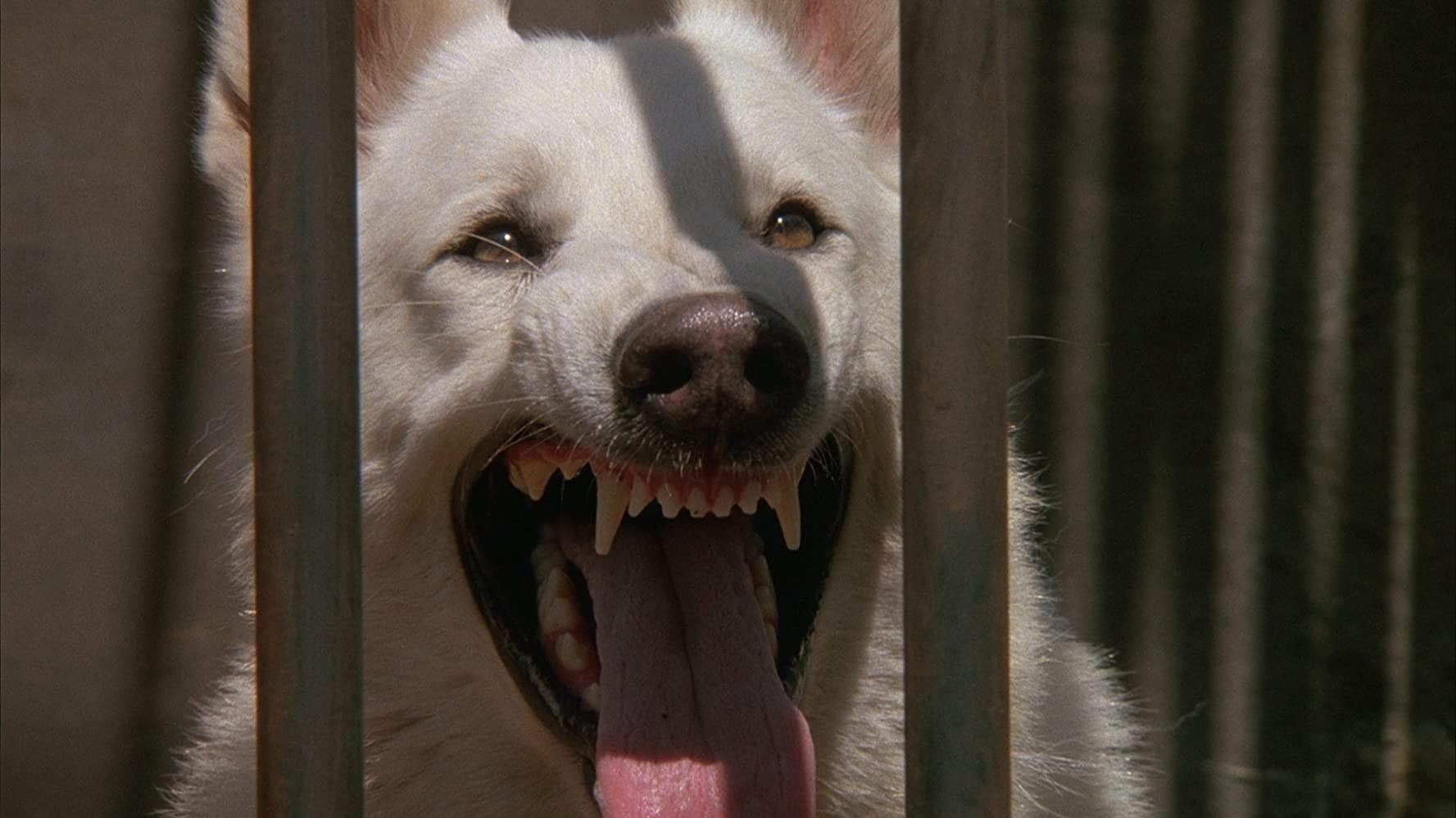 The Most Demonic Dogs From Movies, Ranked