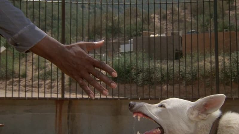 19 Underrated Movies Where Animals Are The Villain