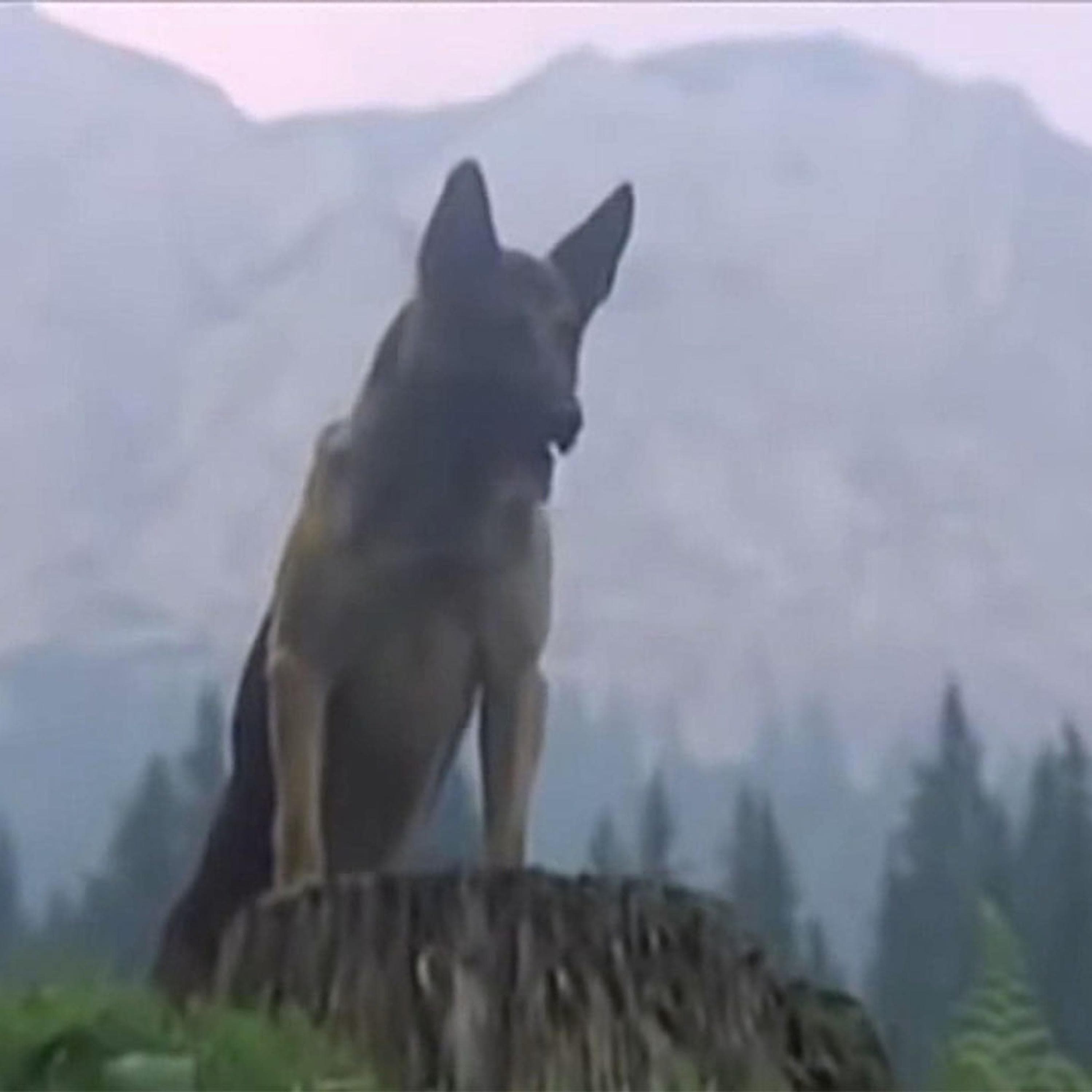 The 22 Best Movies About Wolves, Ranked By Fans