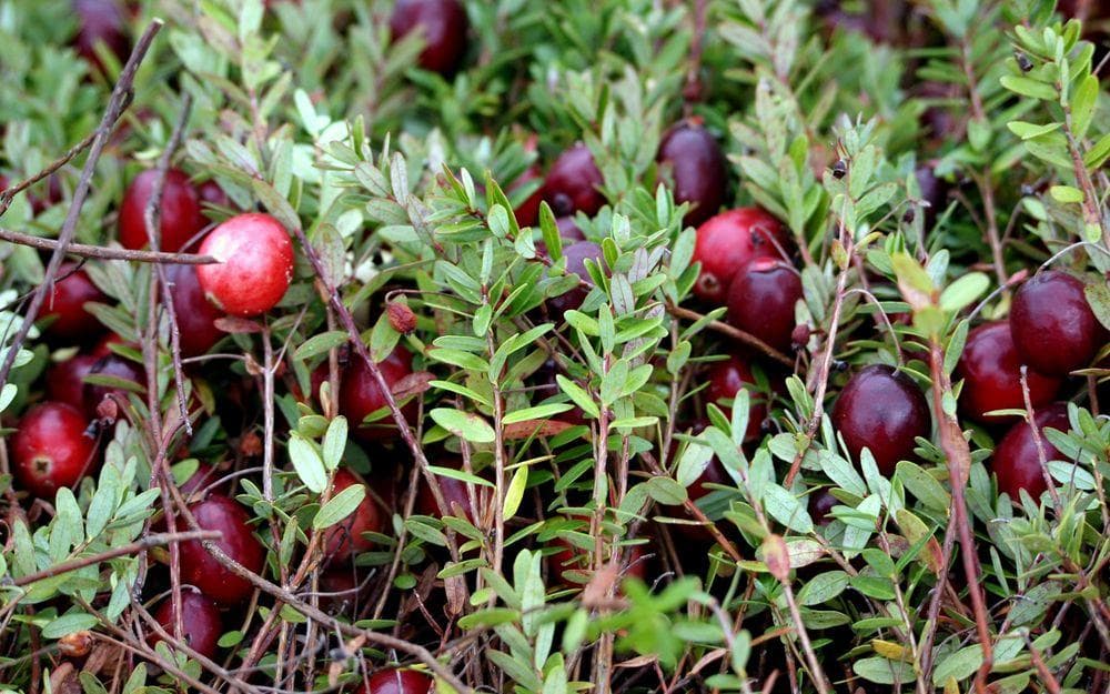 A List Of Every Official US State Fruit