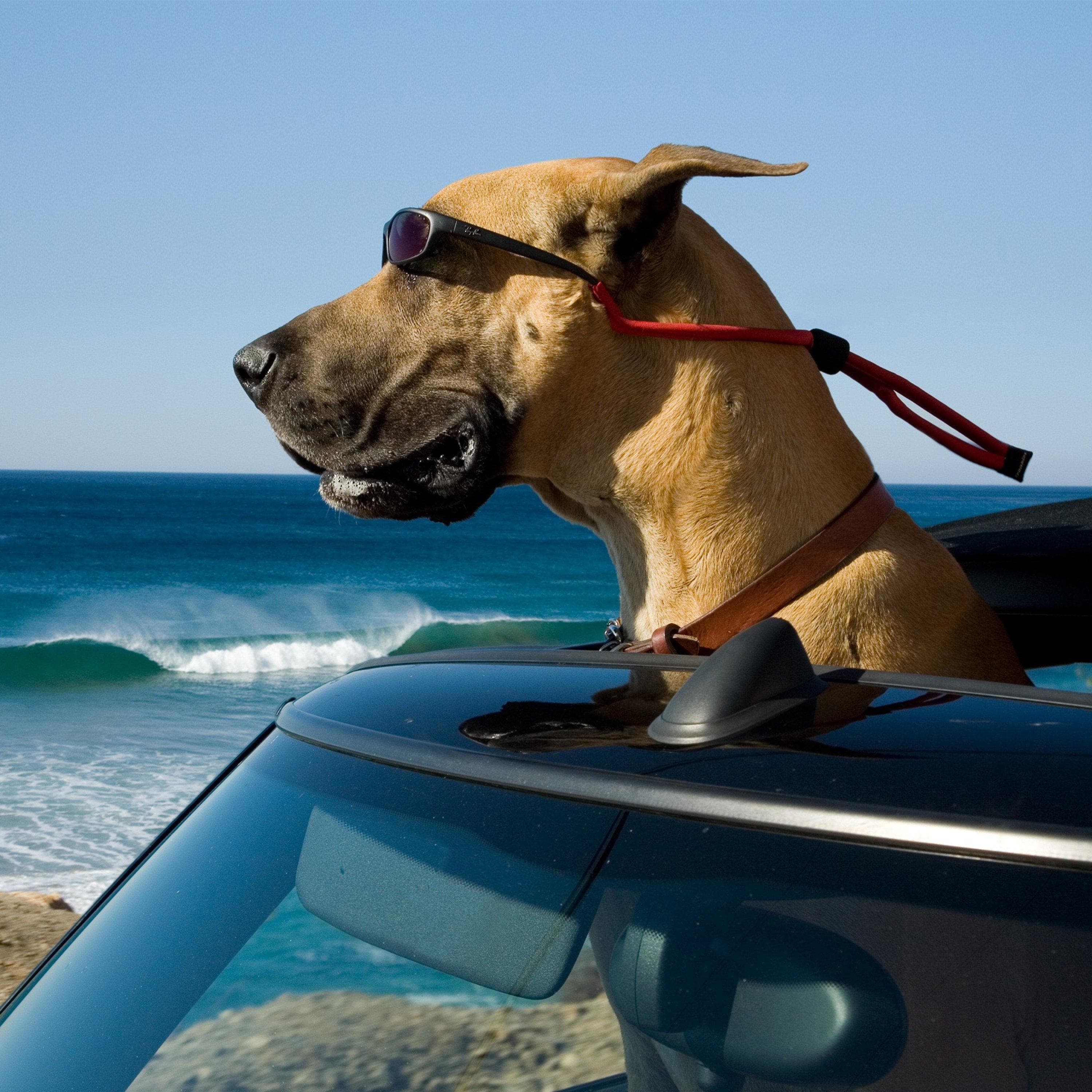 The 40+ Best Movies About Talking Dogs, Ranked By Fans