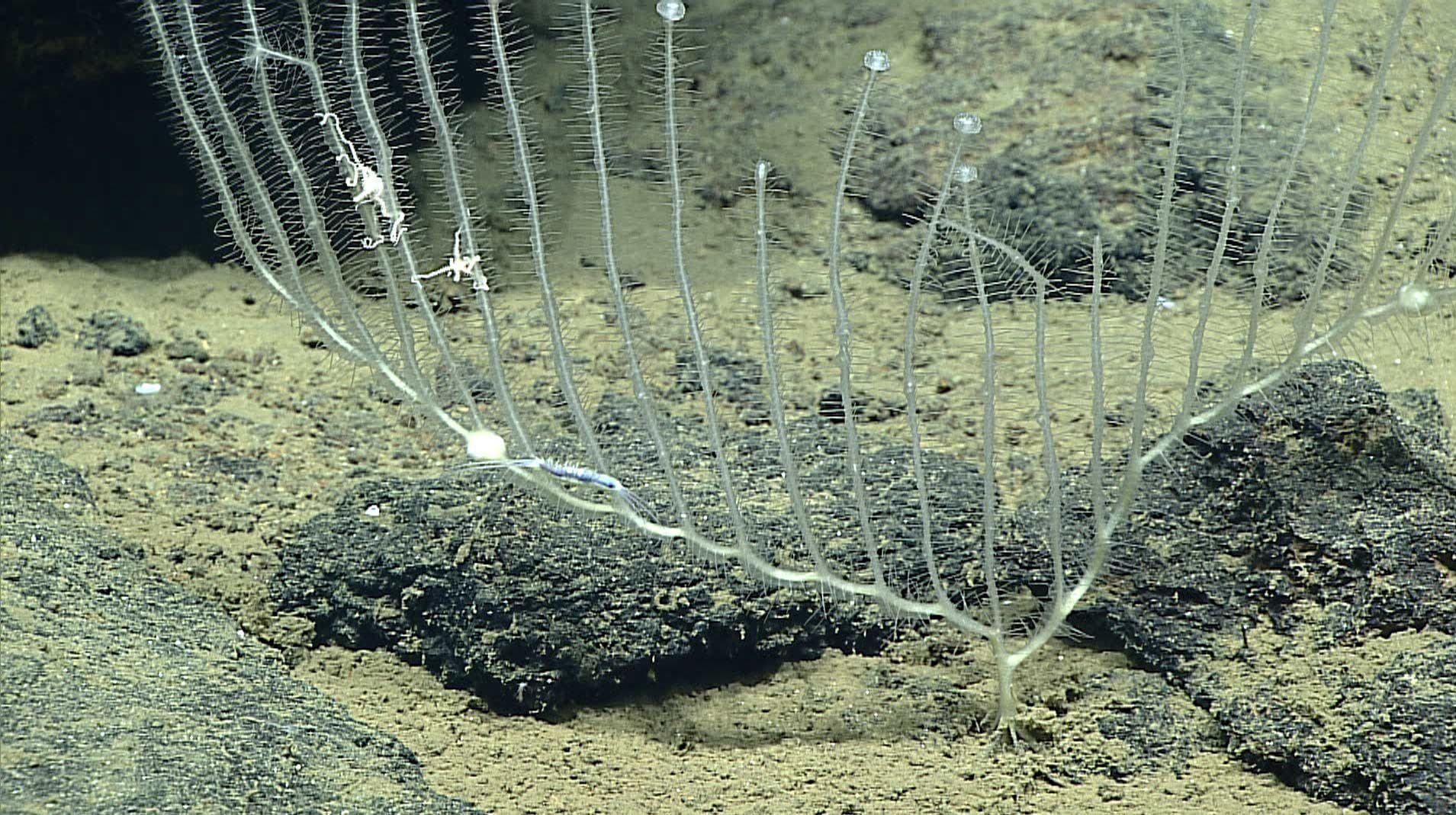 Which Scary AF Deep Sea Creature Are You, Based On Your Zodiac?