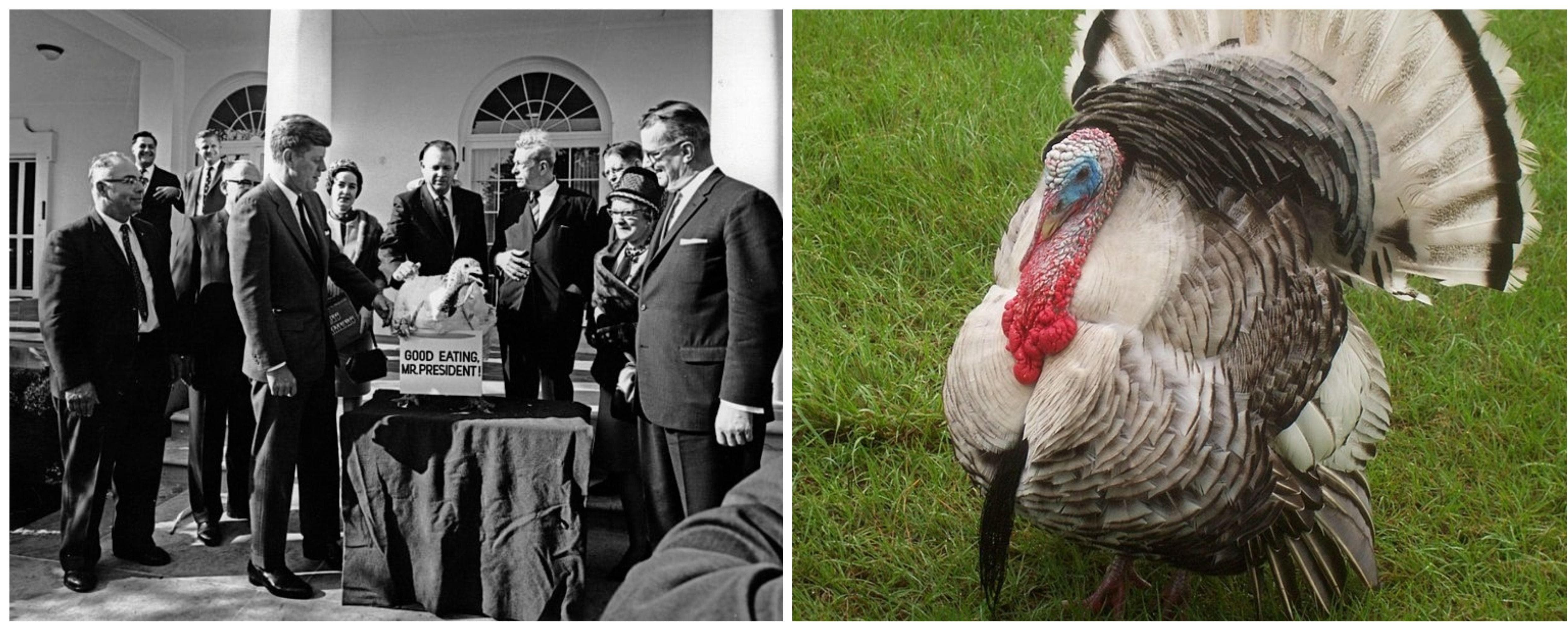 What Animals Looked Like Before Humans Started Breeding Them For Food