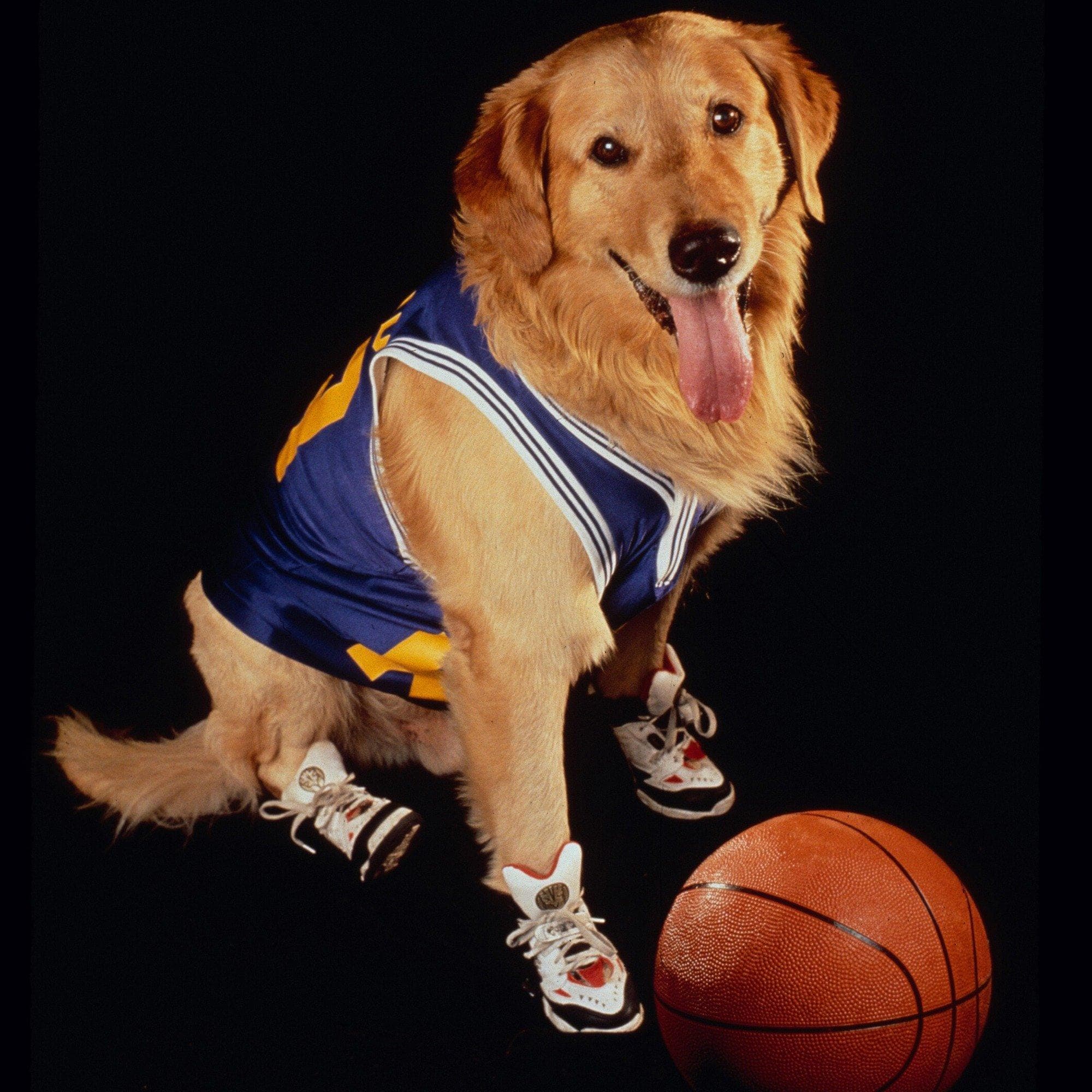 The 40+ Best Movies About Talking Dogs, Ranked By Fans