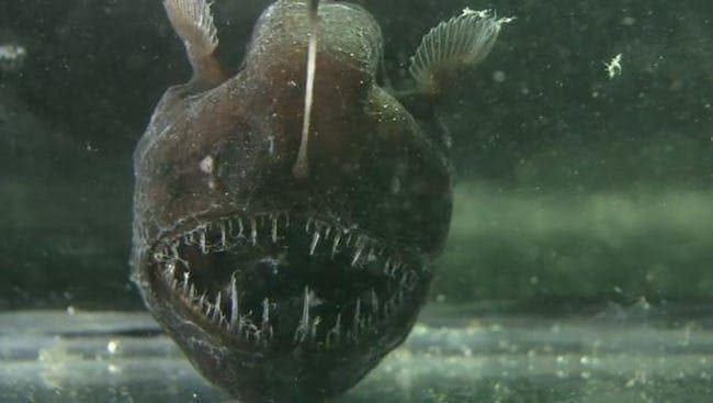 Scariest Deep Sea Creatures, Ranked By How Horrifying They Are
