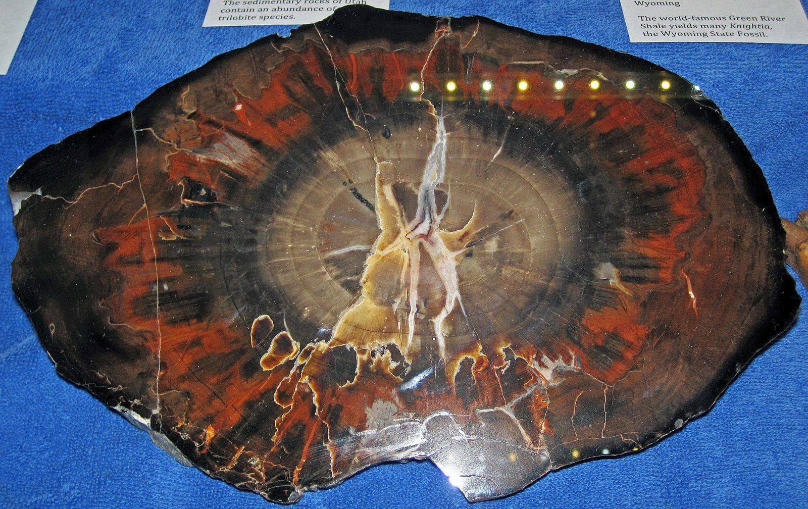 The Official Fossil From Every U.S. State