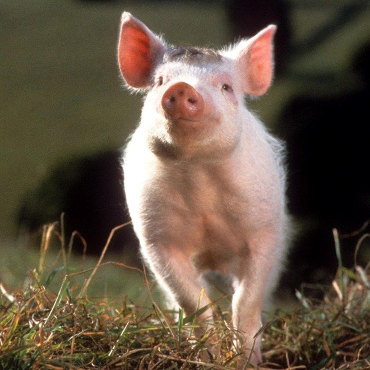 The 20 Best Movies About Ducks, Ranked By Fans