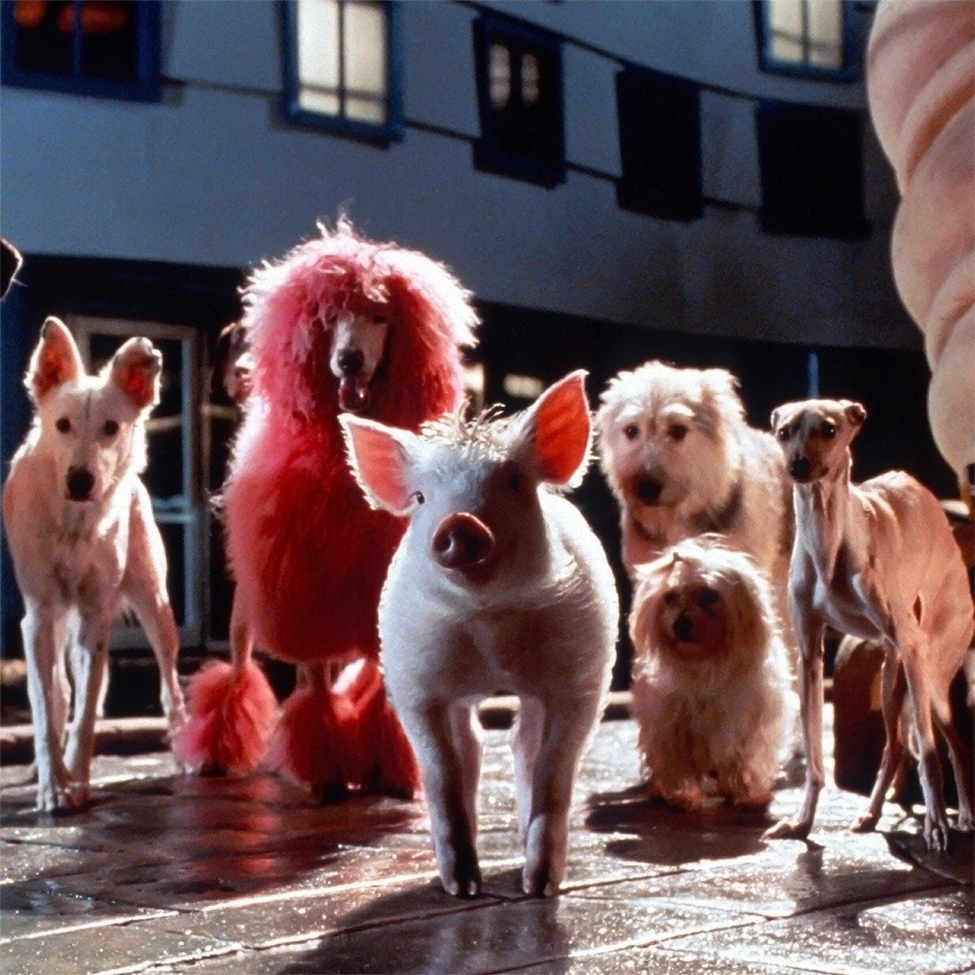 The 30 Best Movies About Pigs, Ranked By Fans