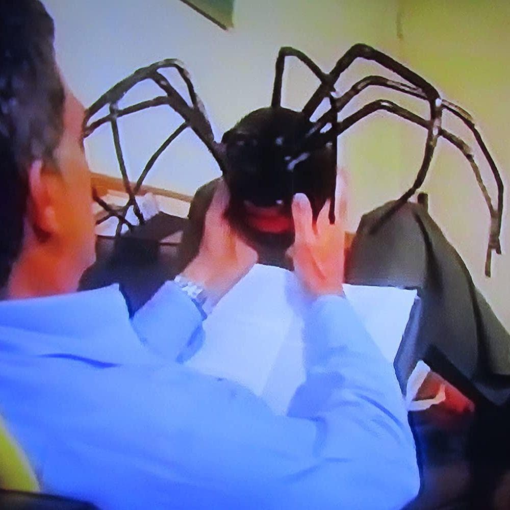 32 Scary Movies With Spiders, Ranked