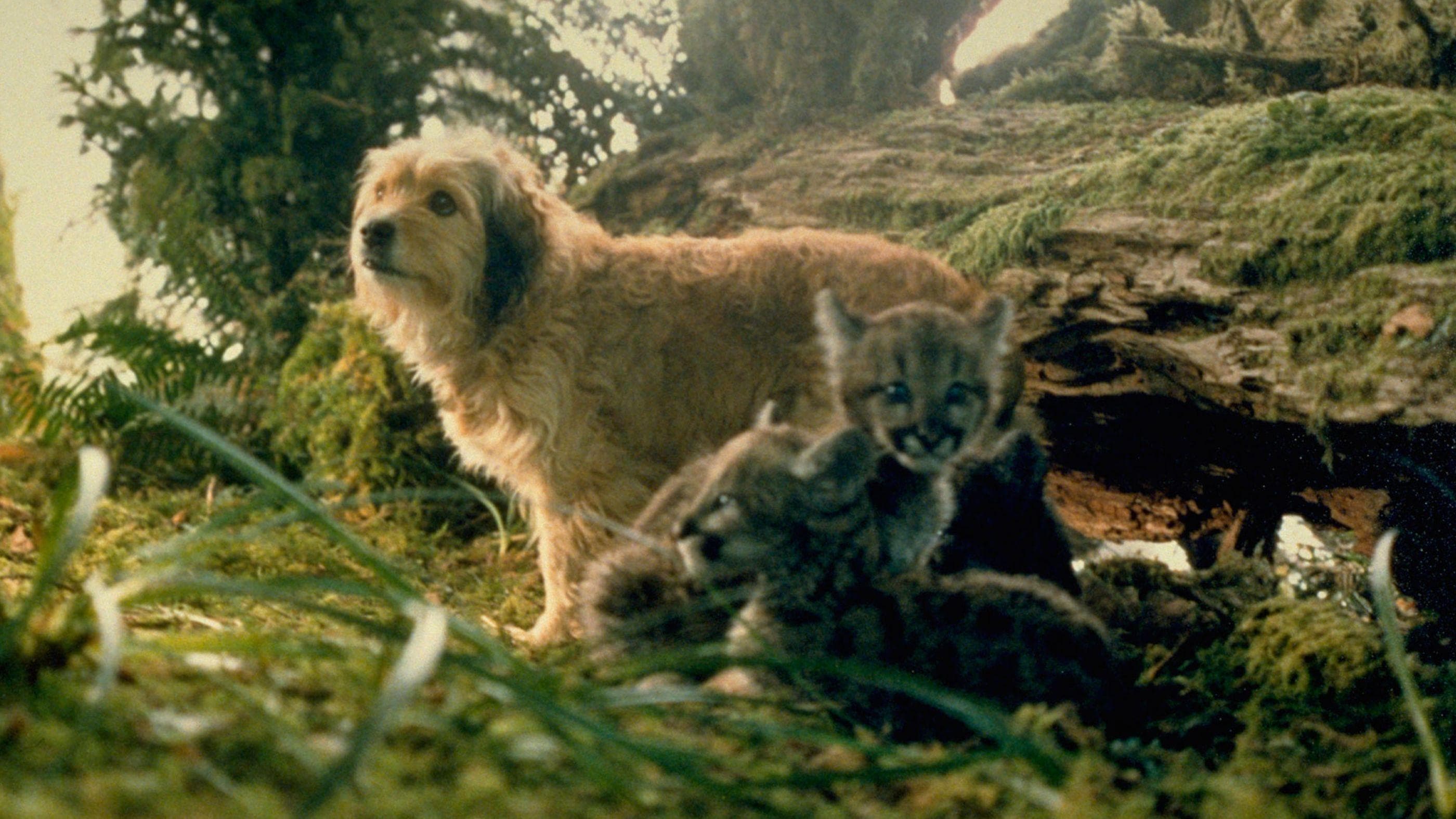 The Most Absurd Things Animals Do In Live-Action Disney+ Movies, Ranked ...