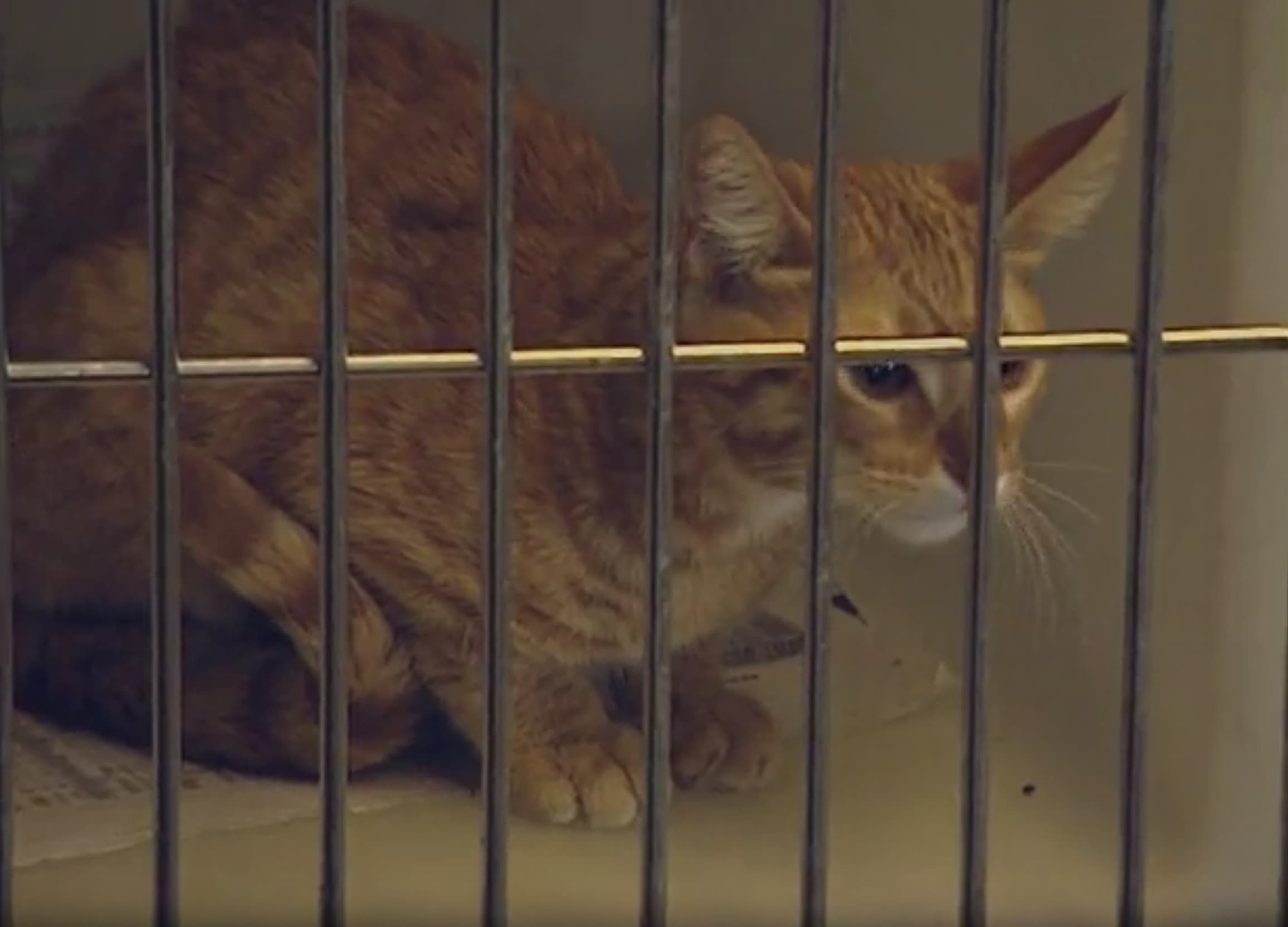 The 15 Best Cat Documentaries, Ranked By Viewers