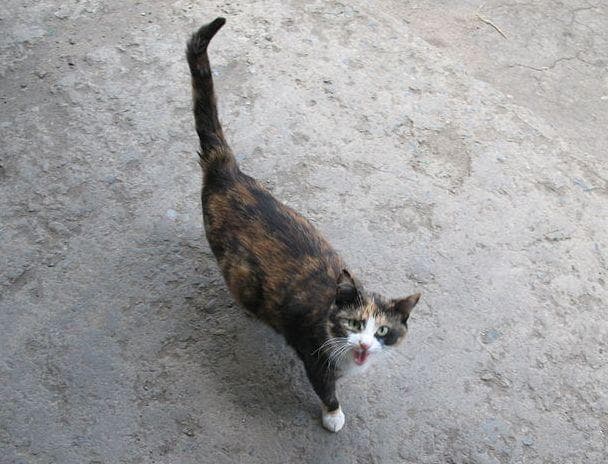 13 Shocking Stories of People Finding Real Animals In Sewers