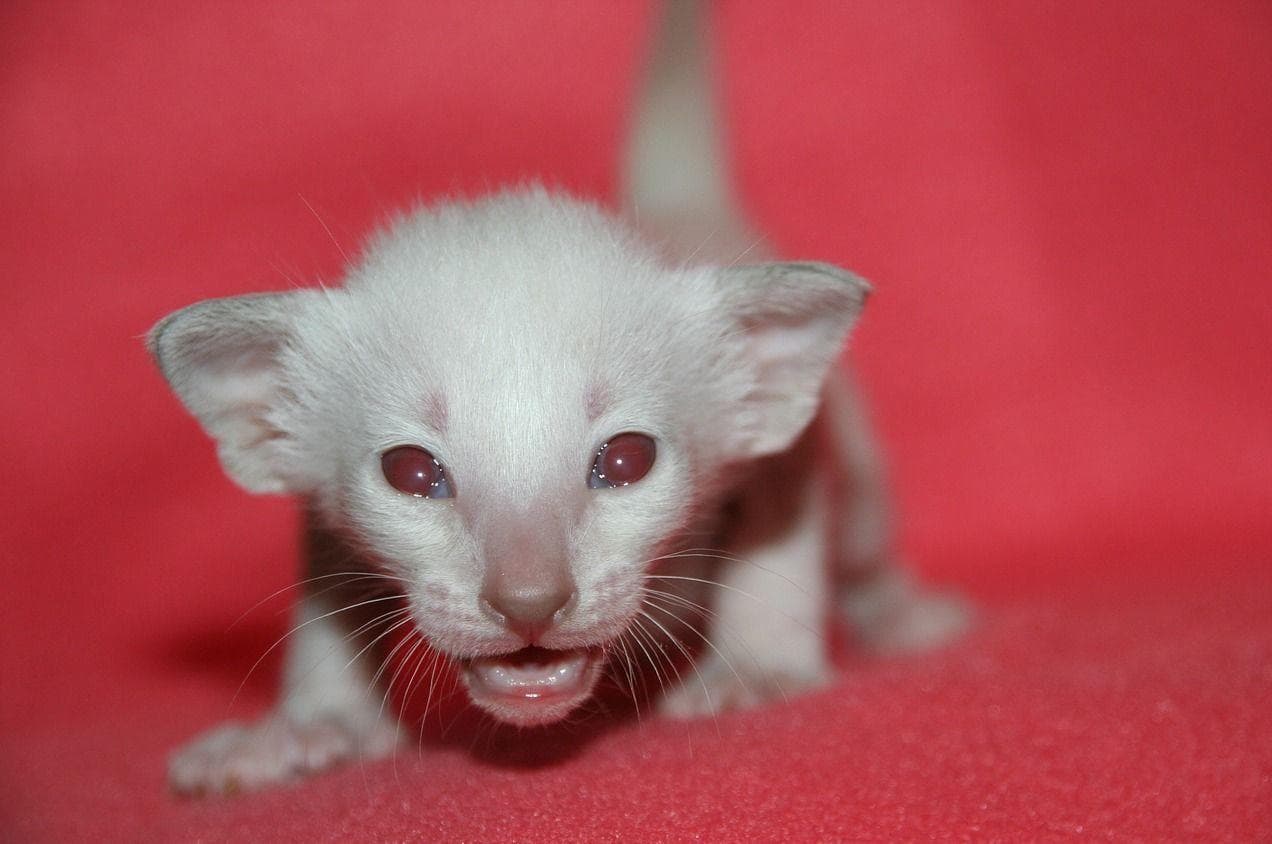 15 Extremely Rare Photos Of Albino Baby Animals