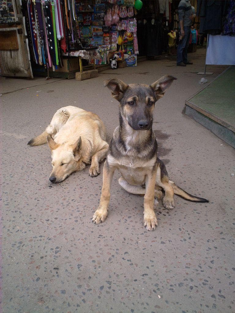 13 Animals That Thrive In Cities Even Better Than Humans Do