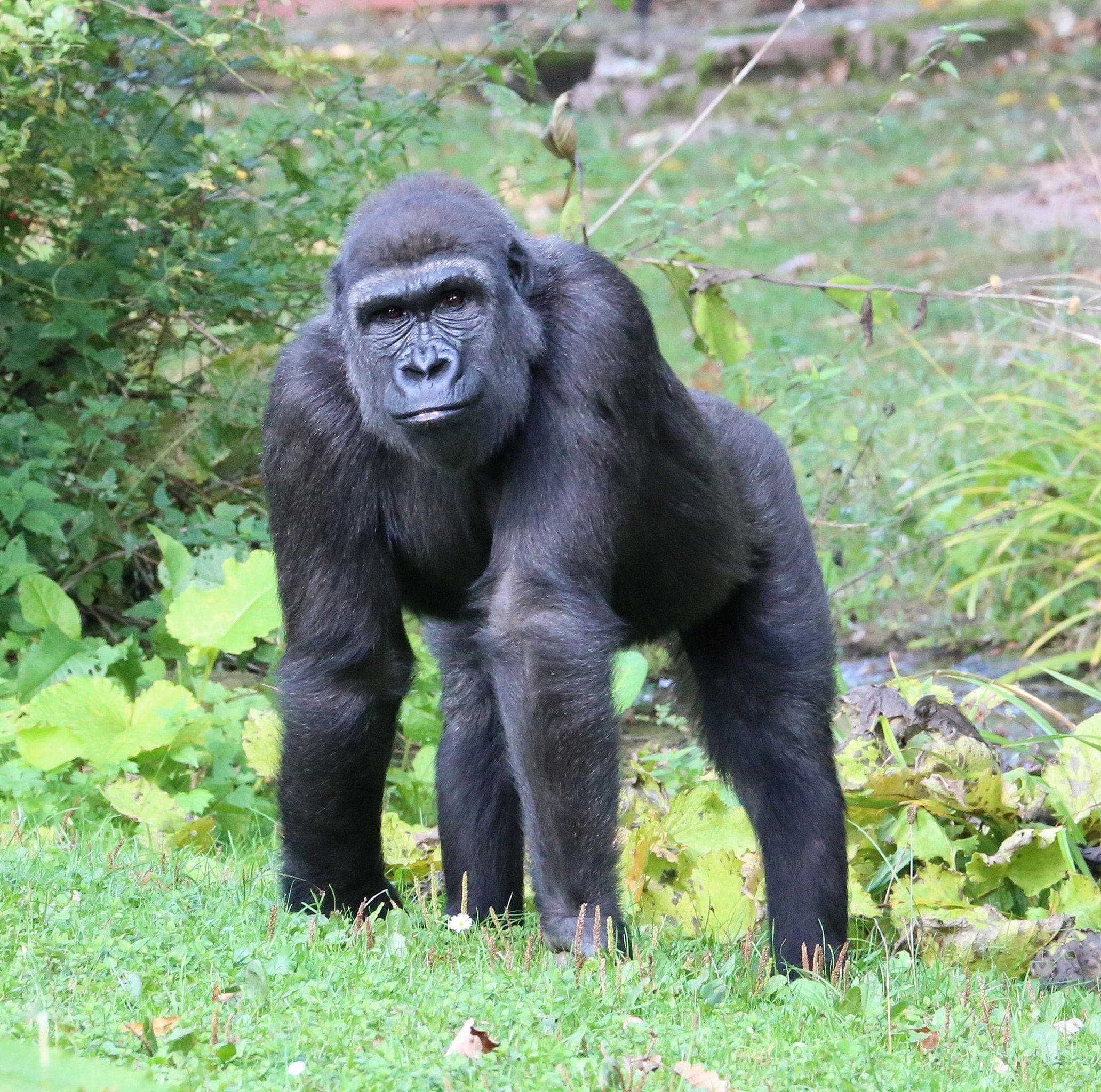 Busting 13 Common Animal Survival Myths