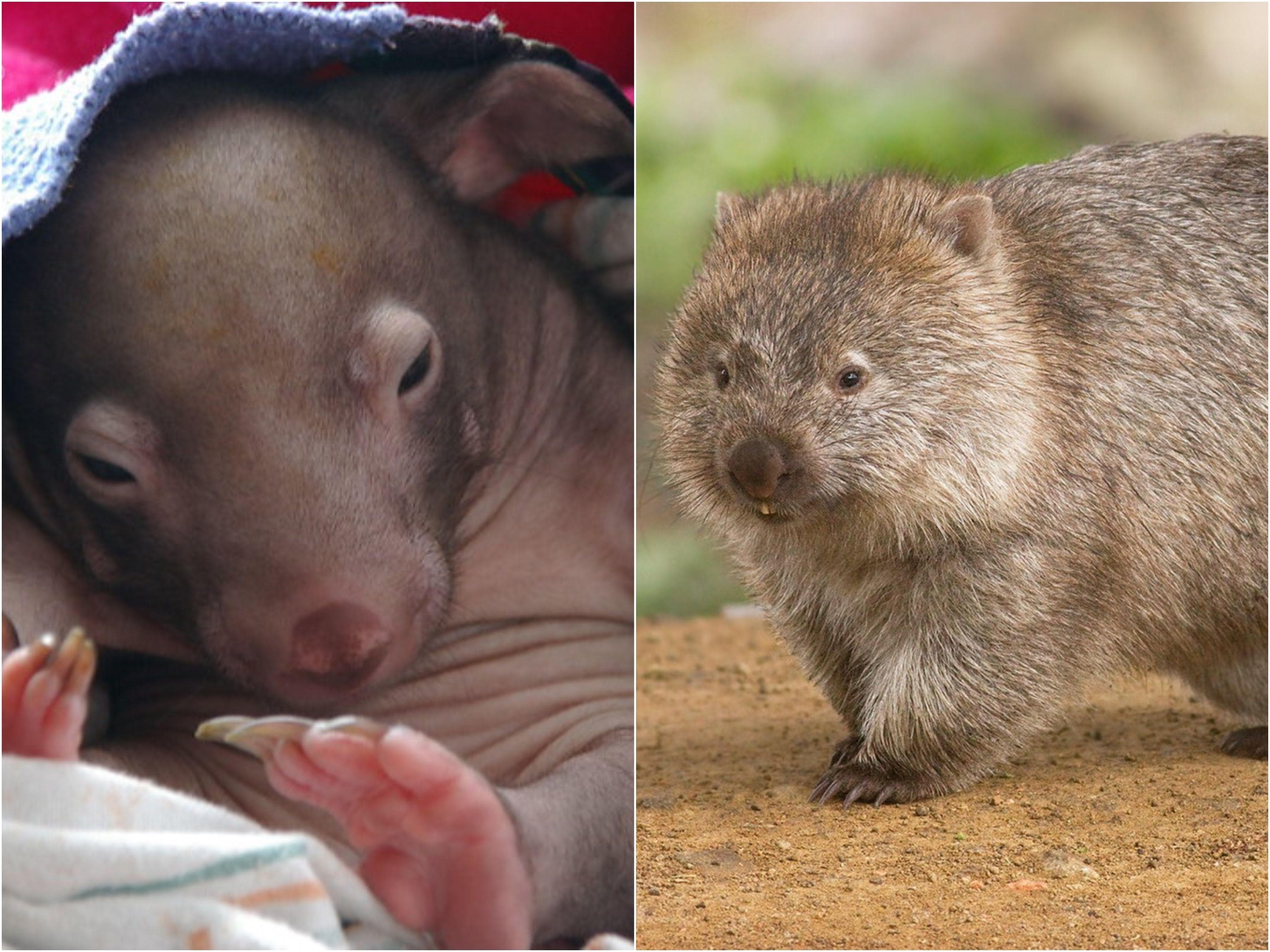 15 Pictures Of Animals As Babies Vs. Full Grown