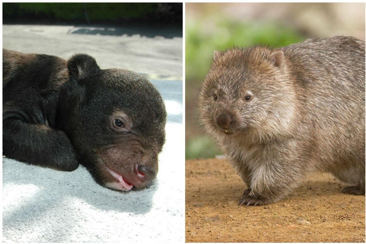 15 Pictures Of Animals As Babies Vs. Full Grown
