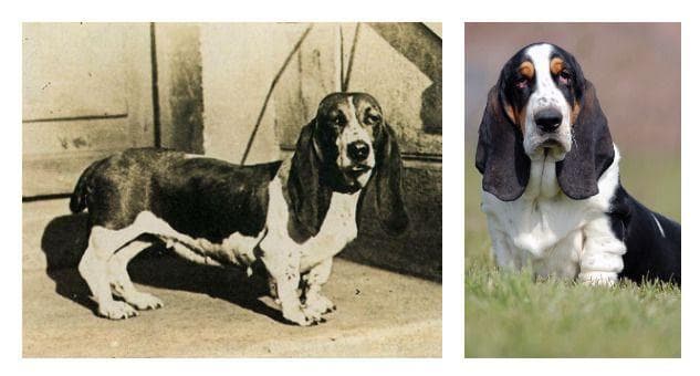 Fascinating Photos Of What Dog Breeds Looked 100 Years Ago Vs. Today