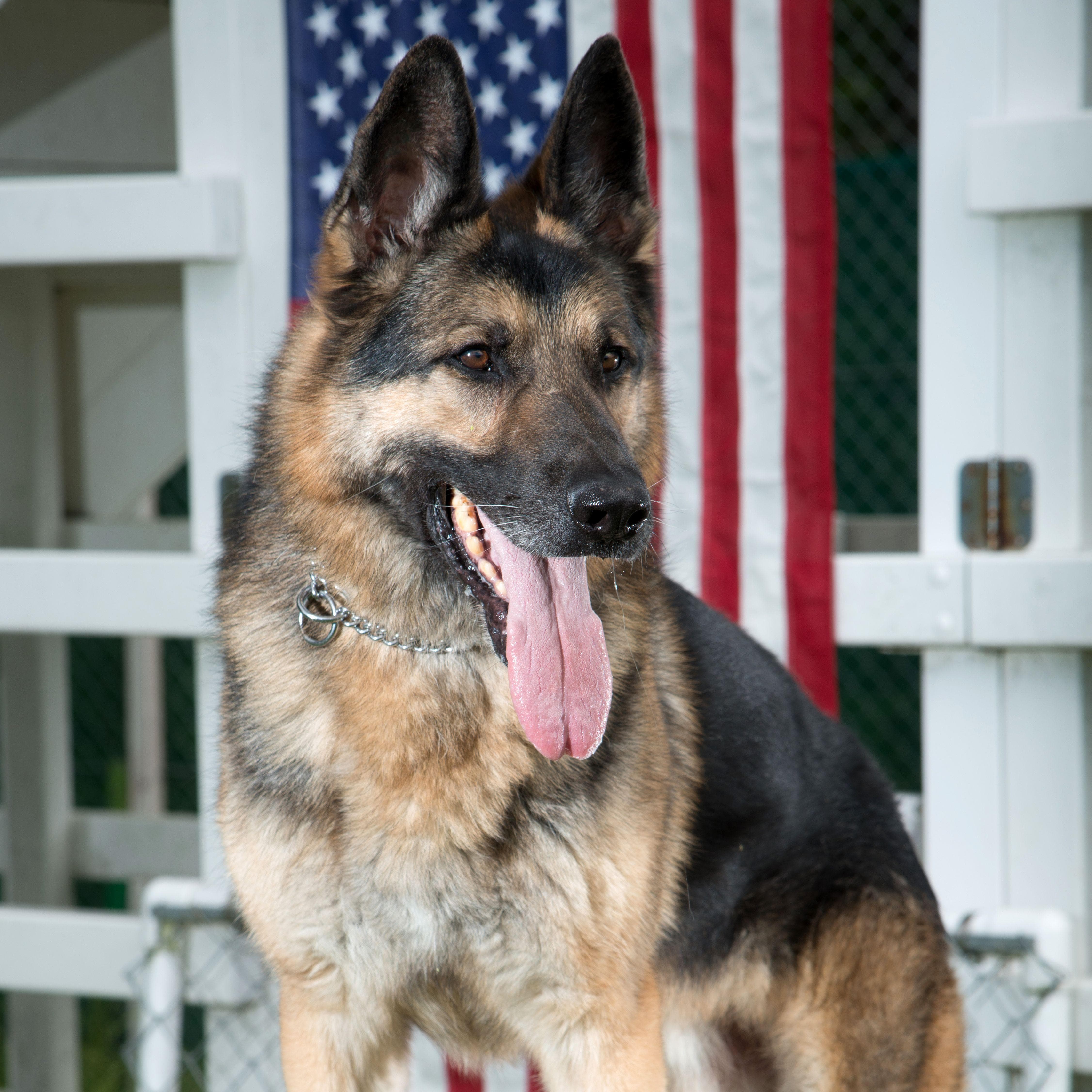 Which Dog Breed Should You Get, Based On Your Zodiac Sign?