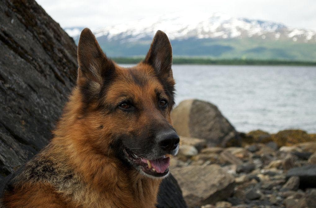 These Are The Most Intelligent Dog Breeds, According To Research