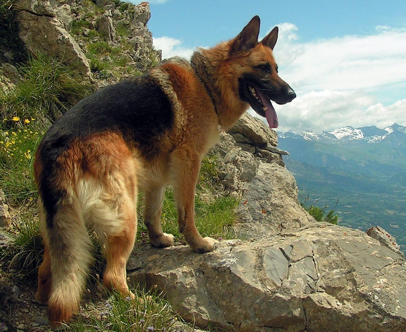The Most Popular Dog Breed In The US During Each Decade Since 1900